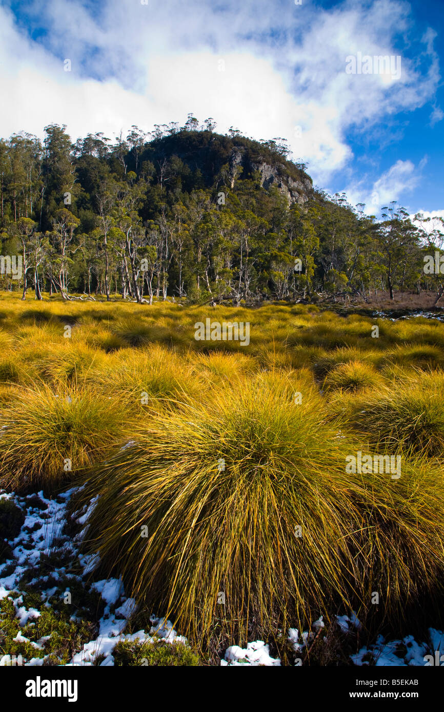 Australia Tasmania Cradle Mt Lake St Clair National Park Button grass ...