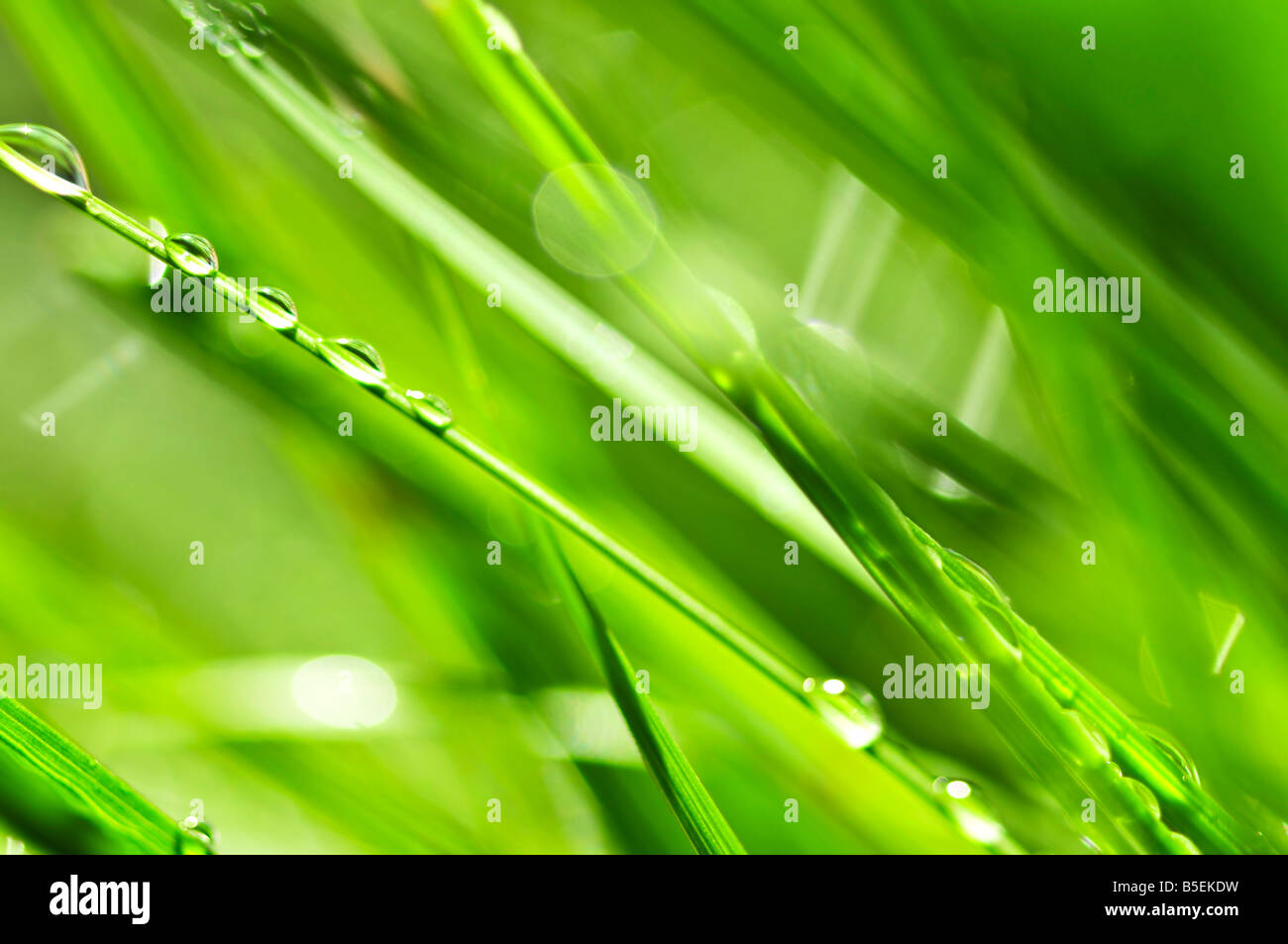 Natural background of dewy green grass blades close up Stock Photo - Alamy