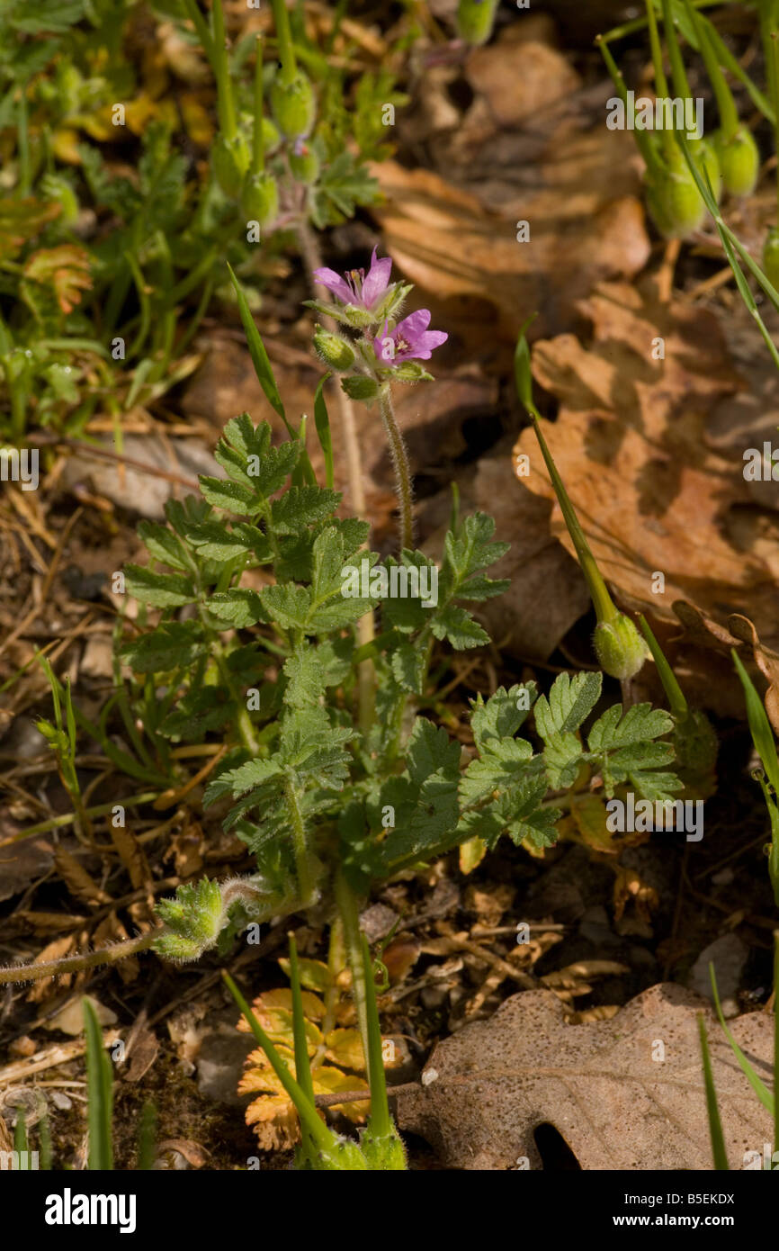 Musk Storksbill Erodium moschatum Stock Photo - Alamy