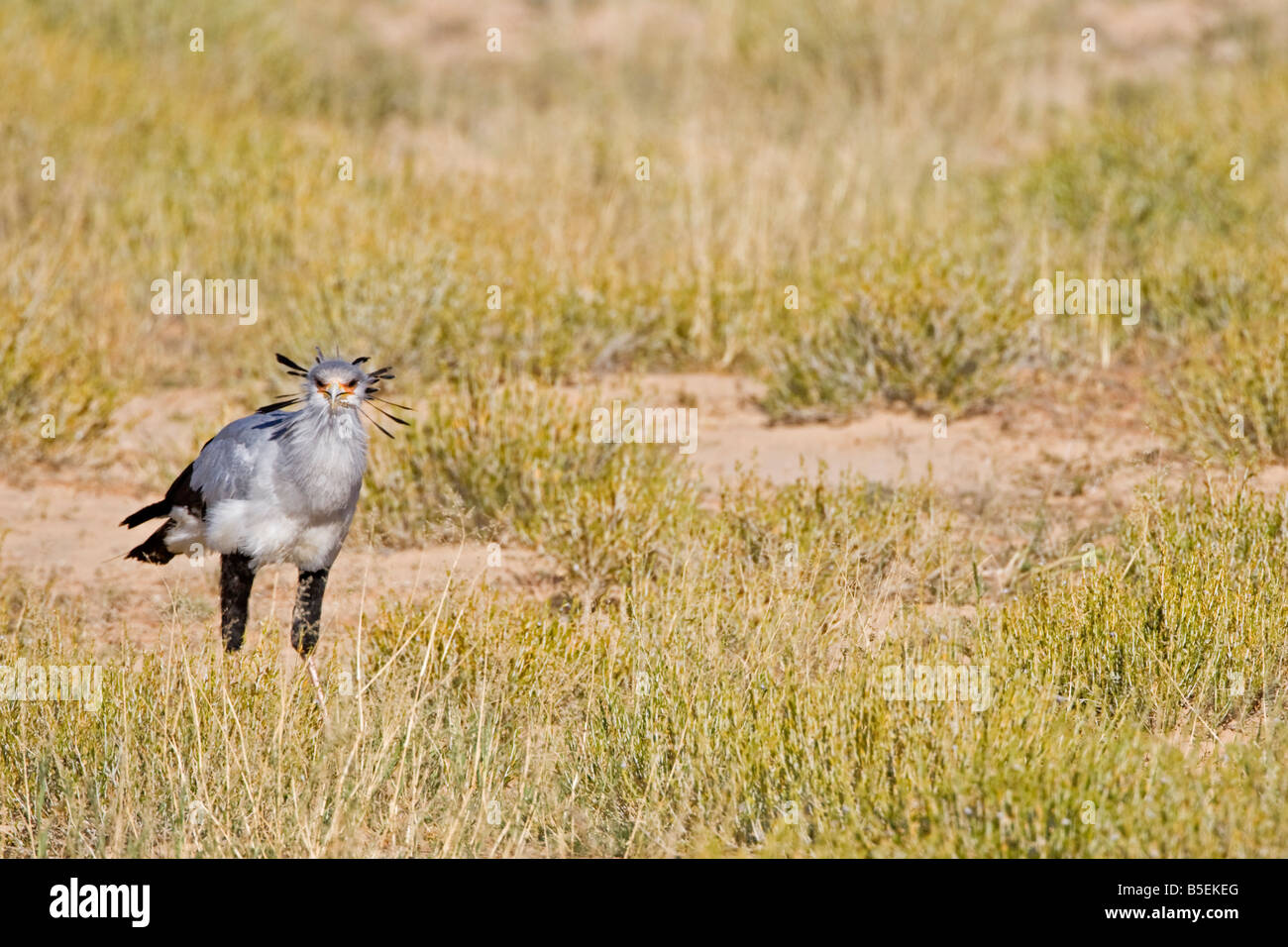 Africa, Namibia, Secretary Bird (Sagittarius serpentarius) in grass ...