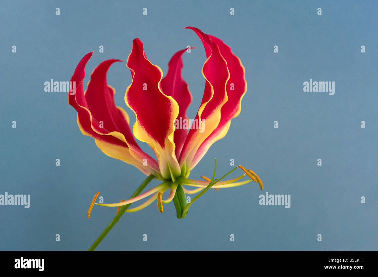 Flame lily gloriosa superba hi-res stock photography and images - Alamy