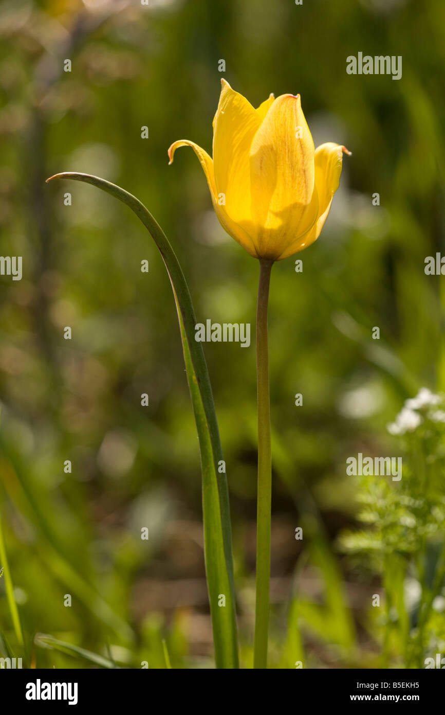 Wild Tulip Tulipa sylvestris very rare in UK Stock Photo - Alamy