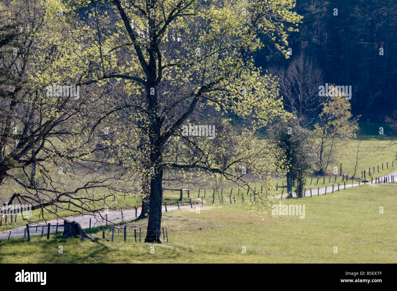 Tree and lane in Cades Cove Great Smoky Mountains National Park Stock ...