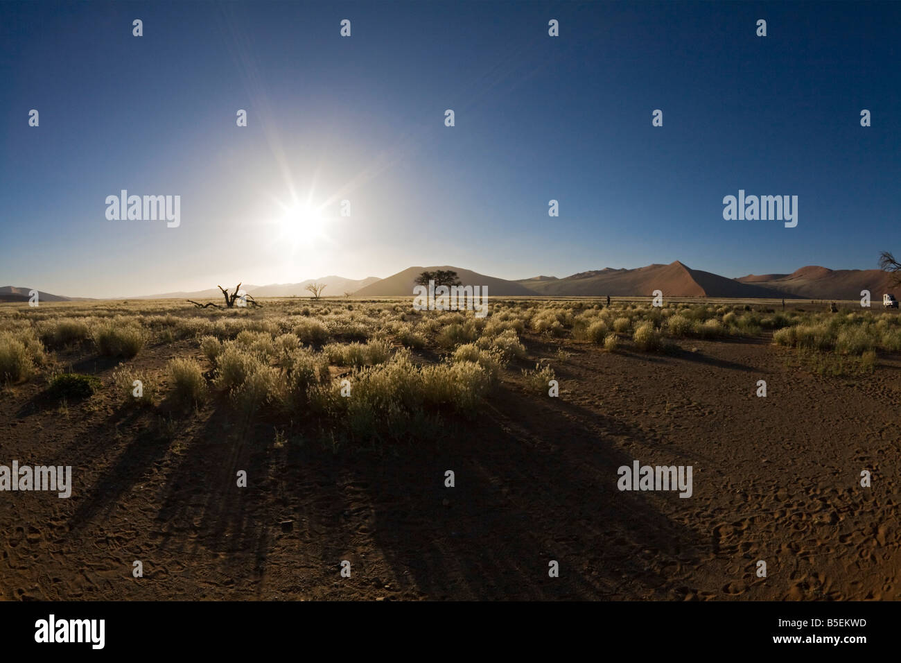 Africa, Namibia, Landscape with trees Stock Photo - Alamy