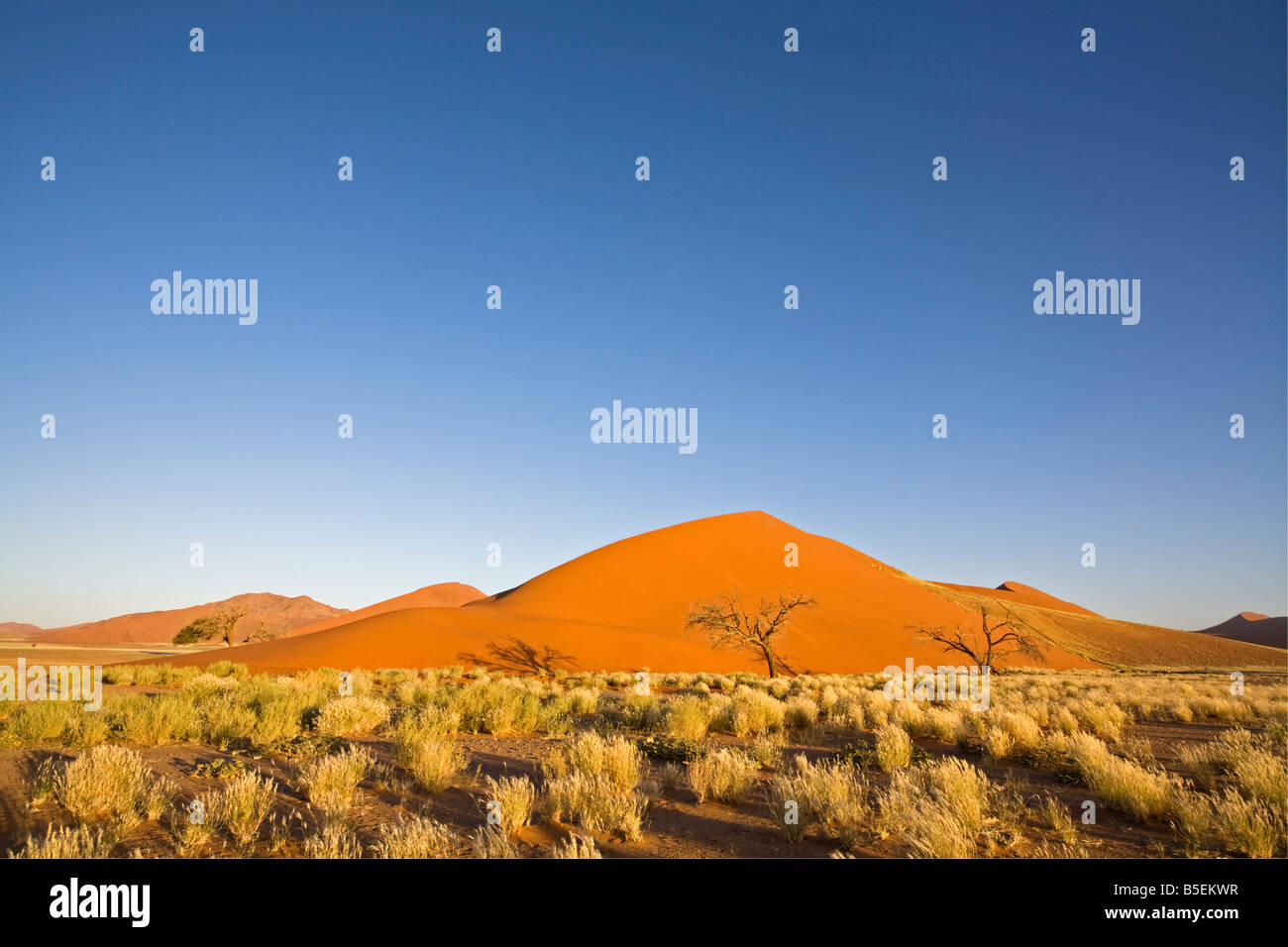 Africa, Namibia, Landscape with trees and Sand dunes Stock Photo - Alamy