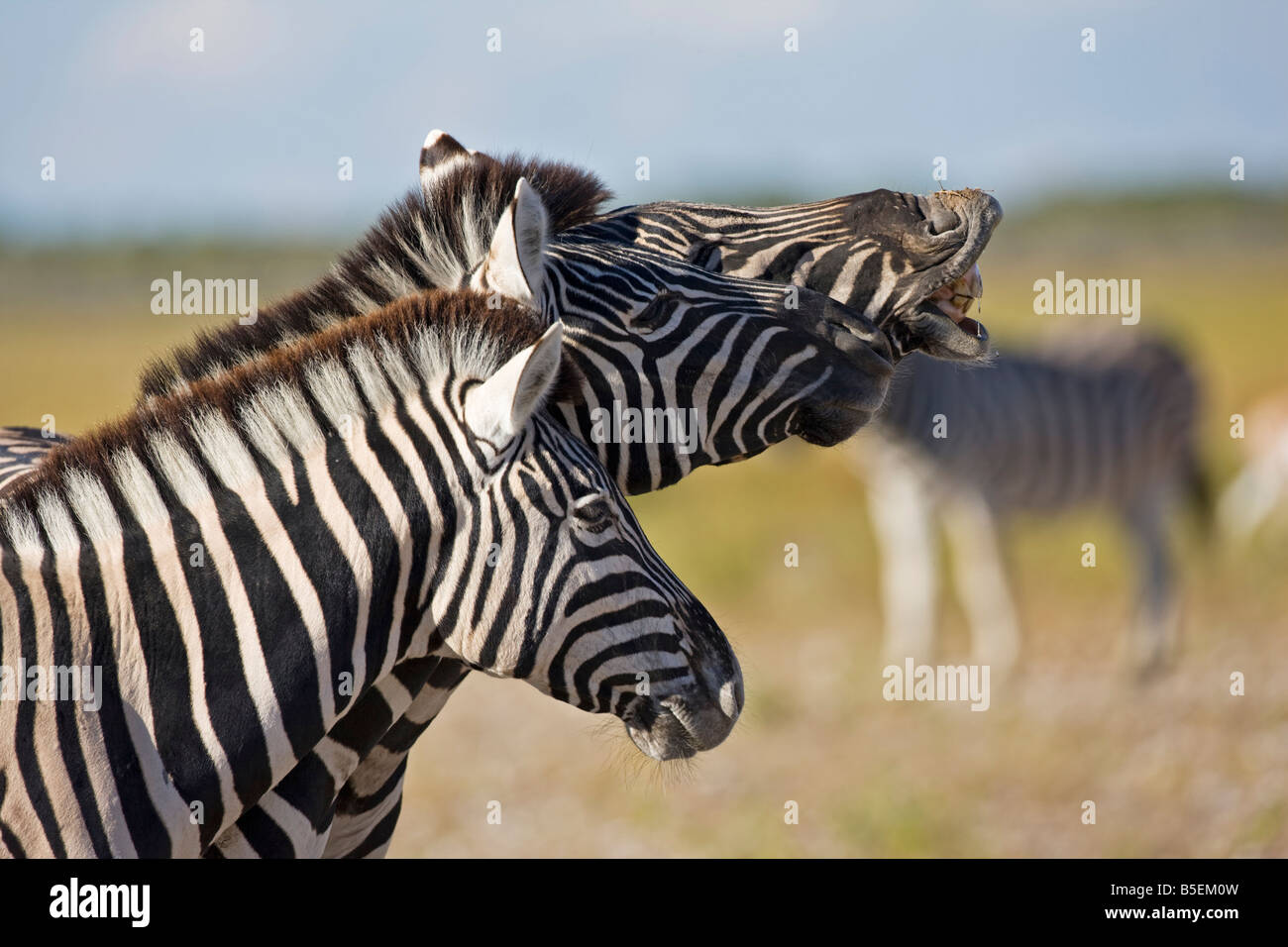 Group portrait with animals group portrait with animals hi-res stock ...