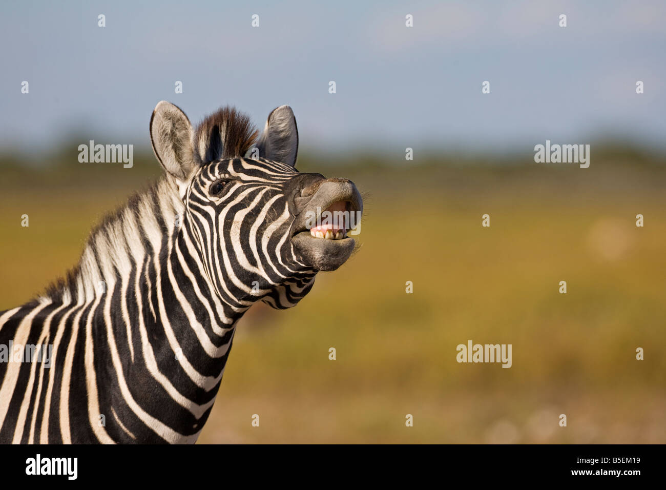 Africa, Zebra (Equus quagga burchelli) neighing, portrait Stock Photo ...