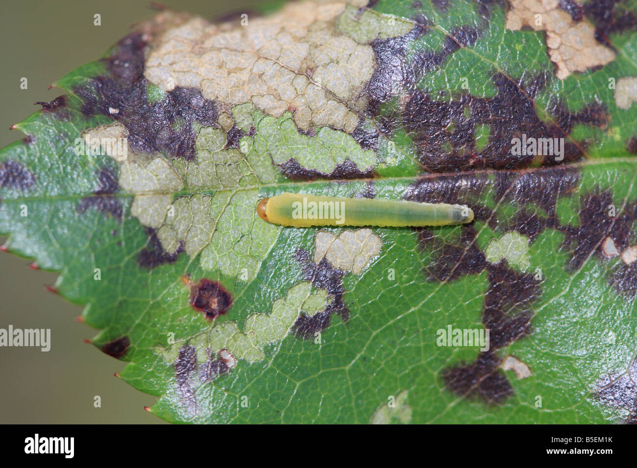 ROSE SLUG SAWFLY Endelomyia aethiops LARVA FEEDING ON TOP SURFACE OF ...