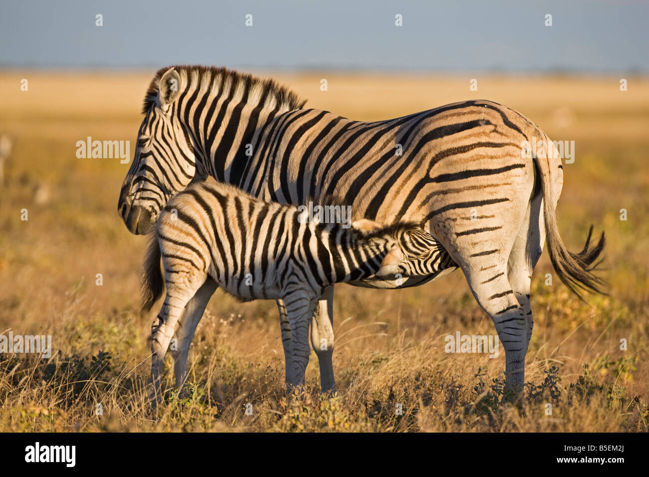 Africa, Female zebra (Equus quagga burchelli) feeding it's foal Stock ...