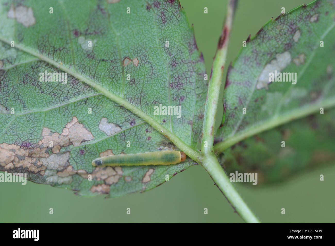 ROSE SLUG SAWFLY Endelomyia aethiops FEEDING ON UNDERSIDE OF ROSE LEAF ...