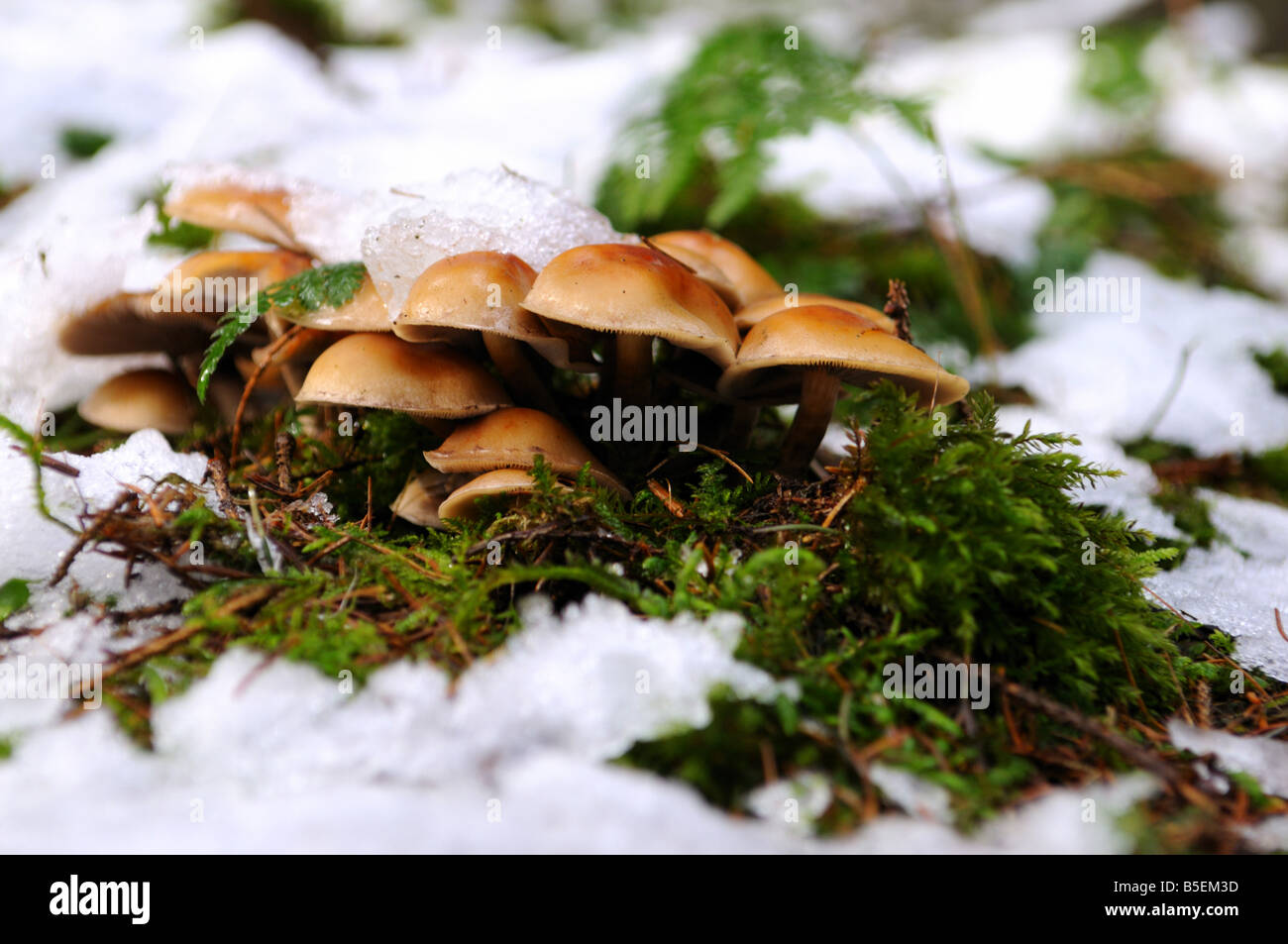 Snow covered toadstools in a South Shropshire forest, England Stock ...
