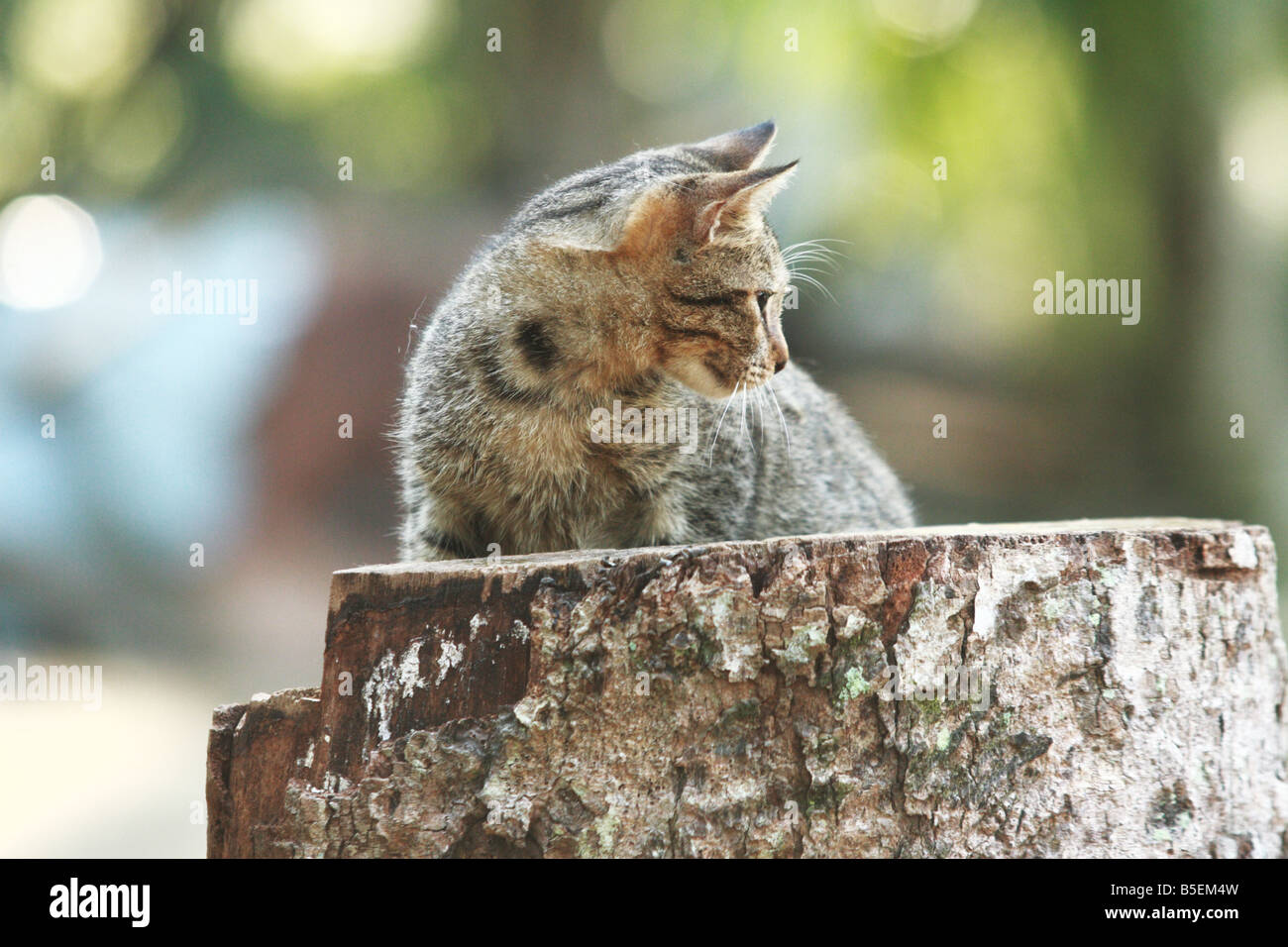 A beautiful cat at the Malay village Stock Photo - Alamy