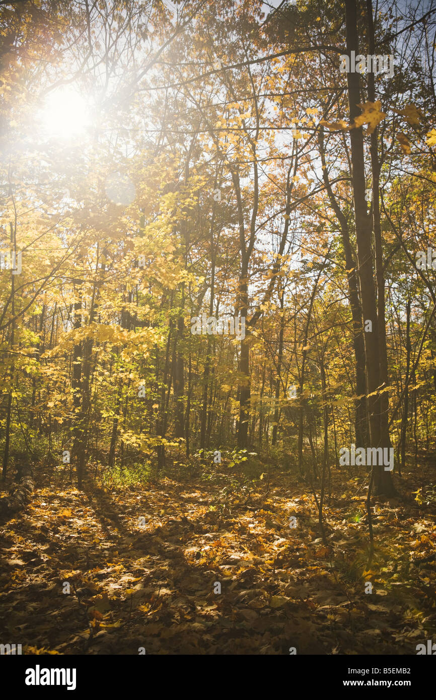 Mount Royal forest with its fall colours Montreal Quebec Stock Photo ...