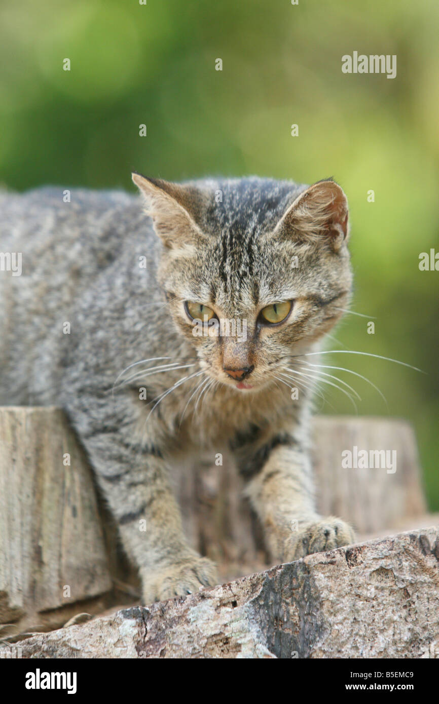 A beautiful cat at the Malay village Stock Photo - Alamy