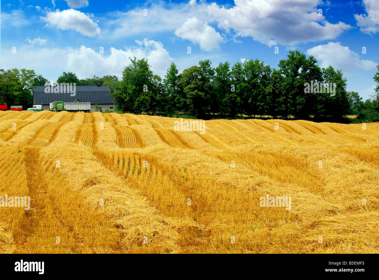 Farm field with yellow harvested grain and farmhouse Stock Photo - Alamy