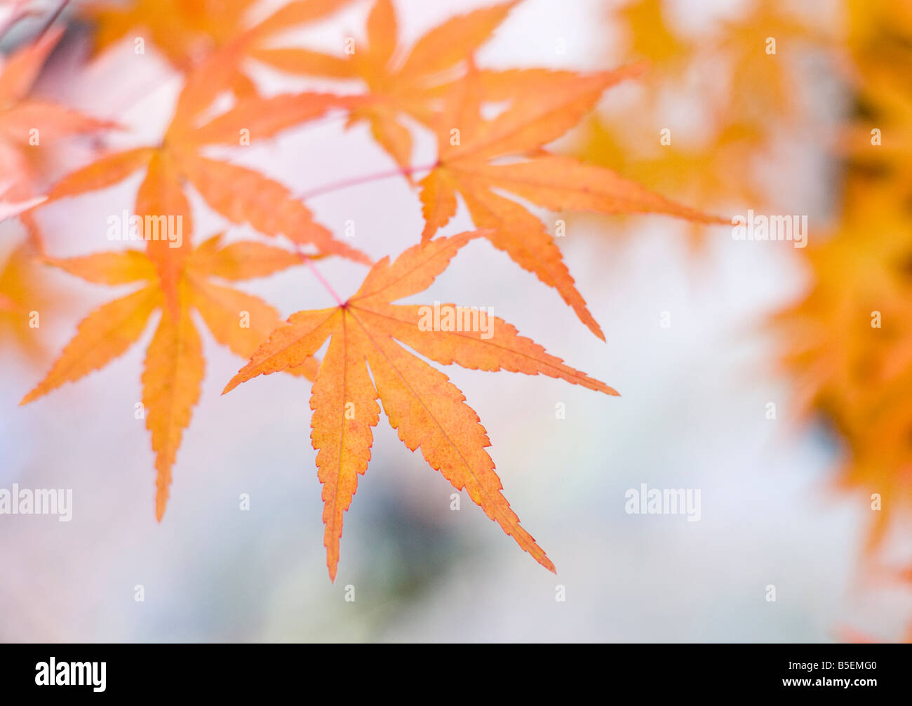 Japanese maple leaves hi-res stock photography and images - Alamy
