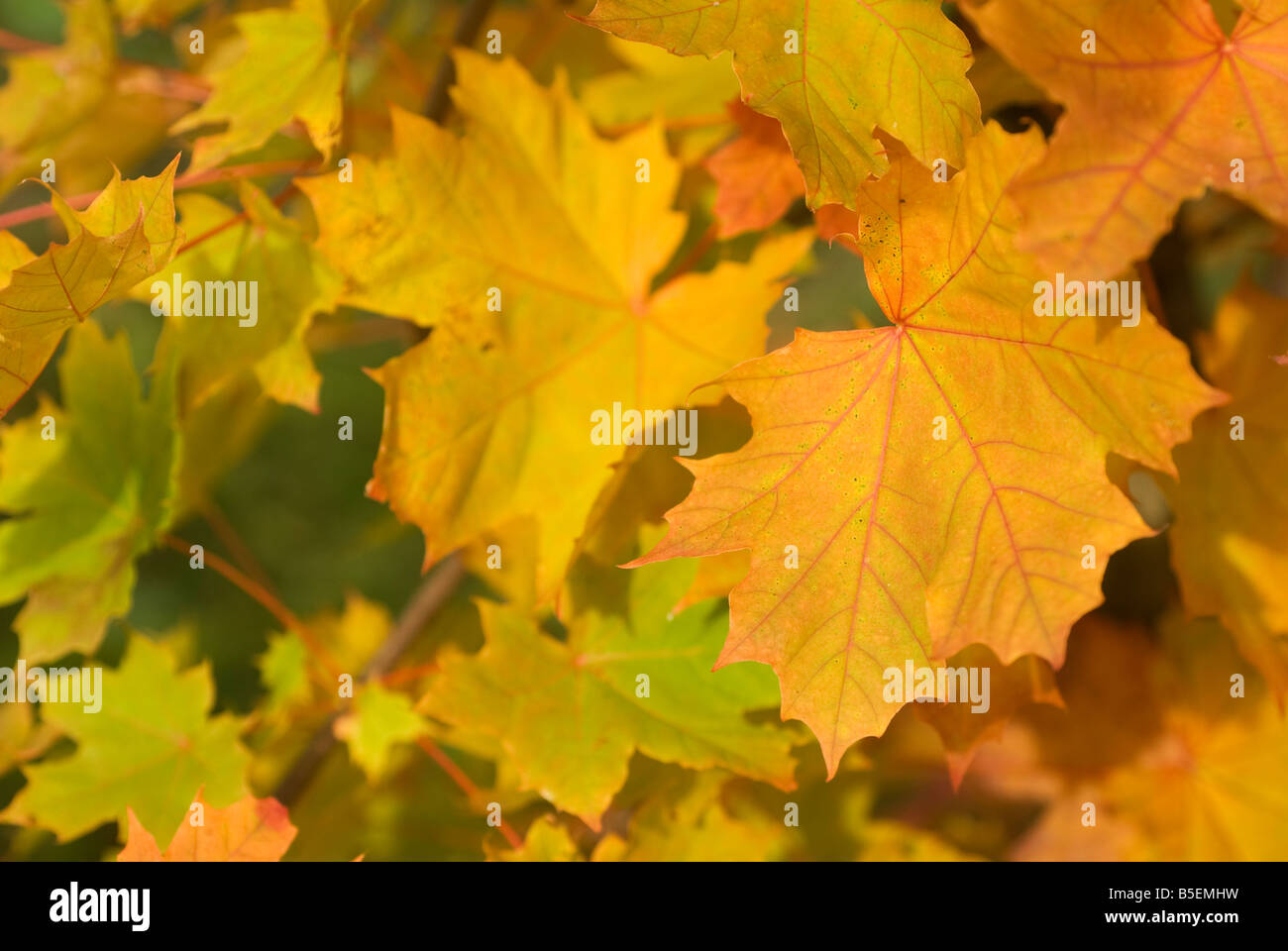 Maple leafs fall hi-res stock photography and images - Alamy