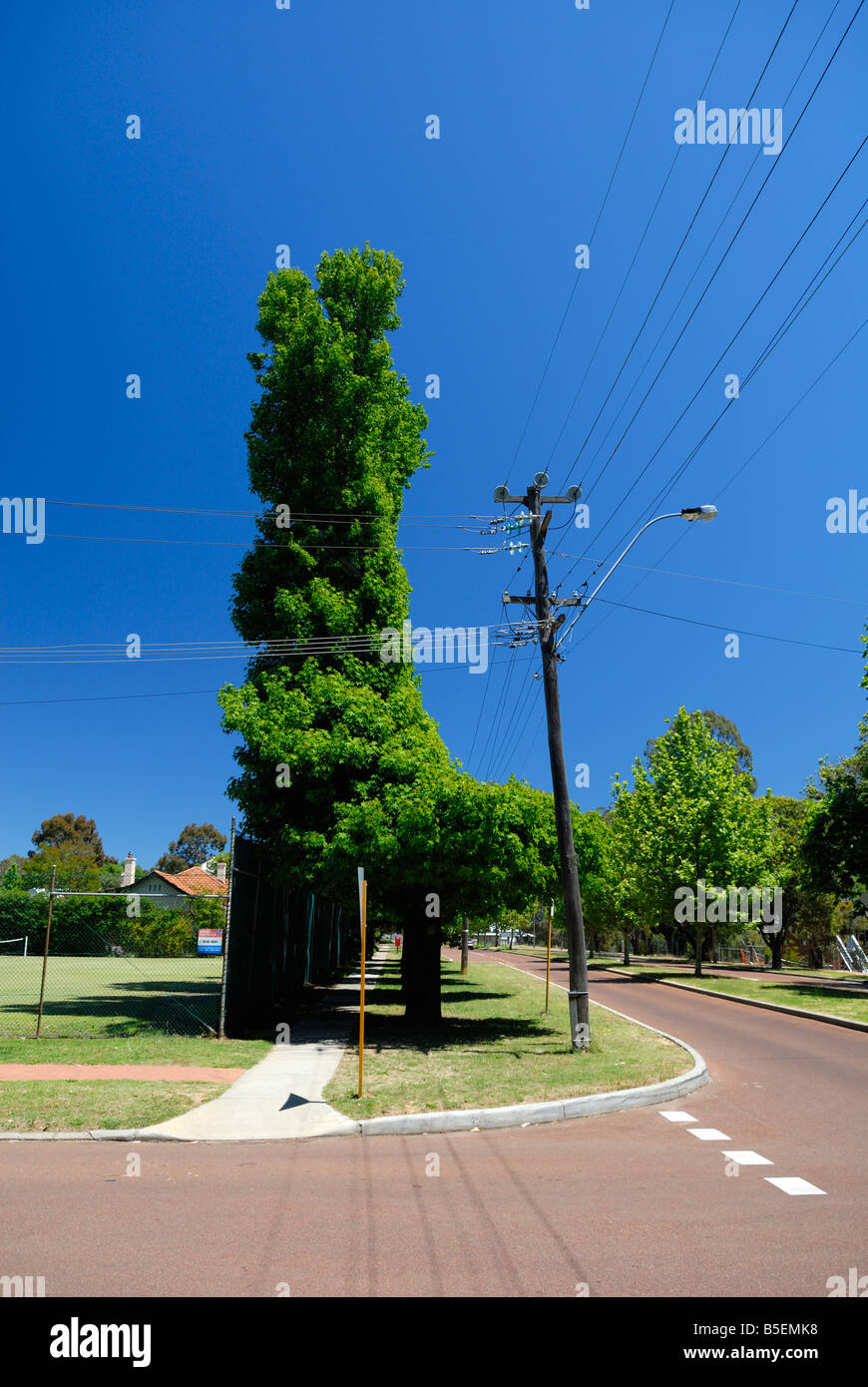 Street trees butchered to accommodate power lines. Guildford, Perth ...