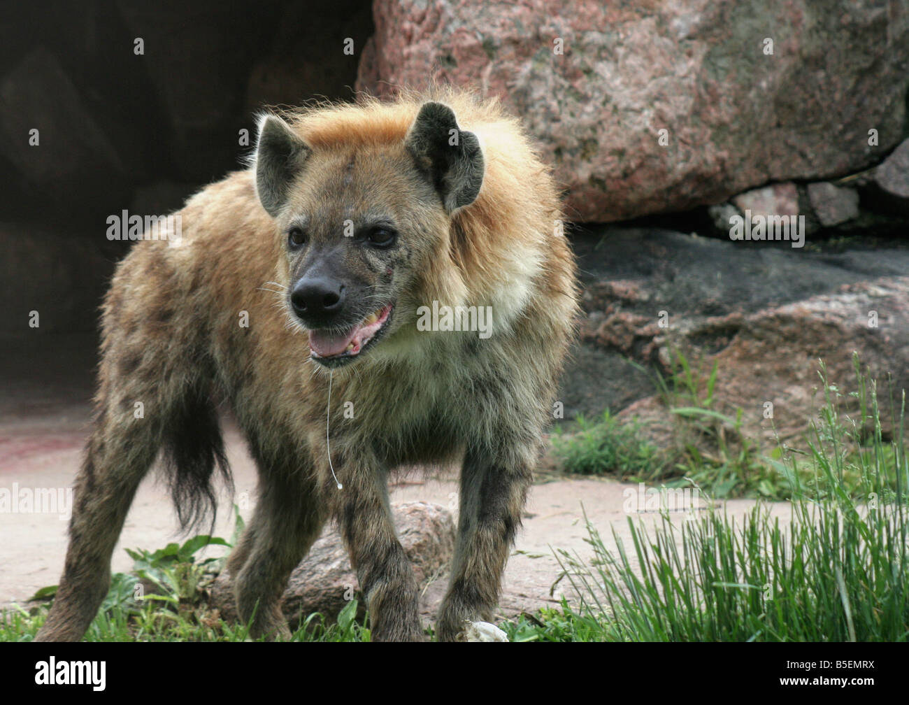 Spotted hyena bone hi-res stock photography and images - Alamy
