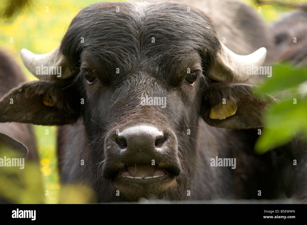 Buffallo hi-res stock photography and images - Alamy