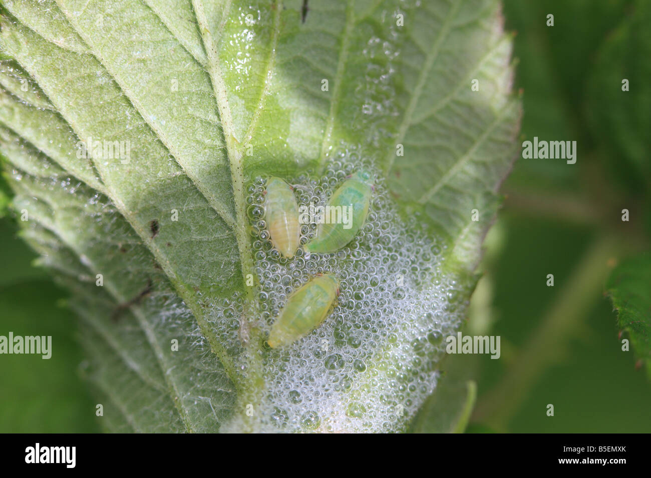 Froghopper nymphs hi-res stock photography and images - Alamy