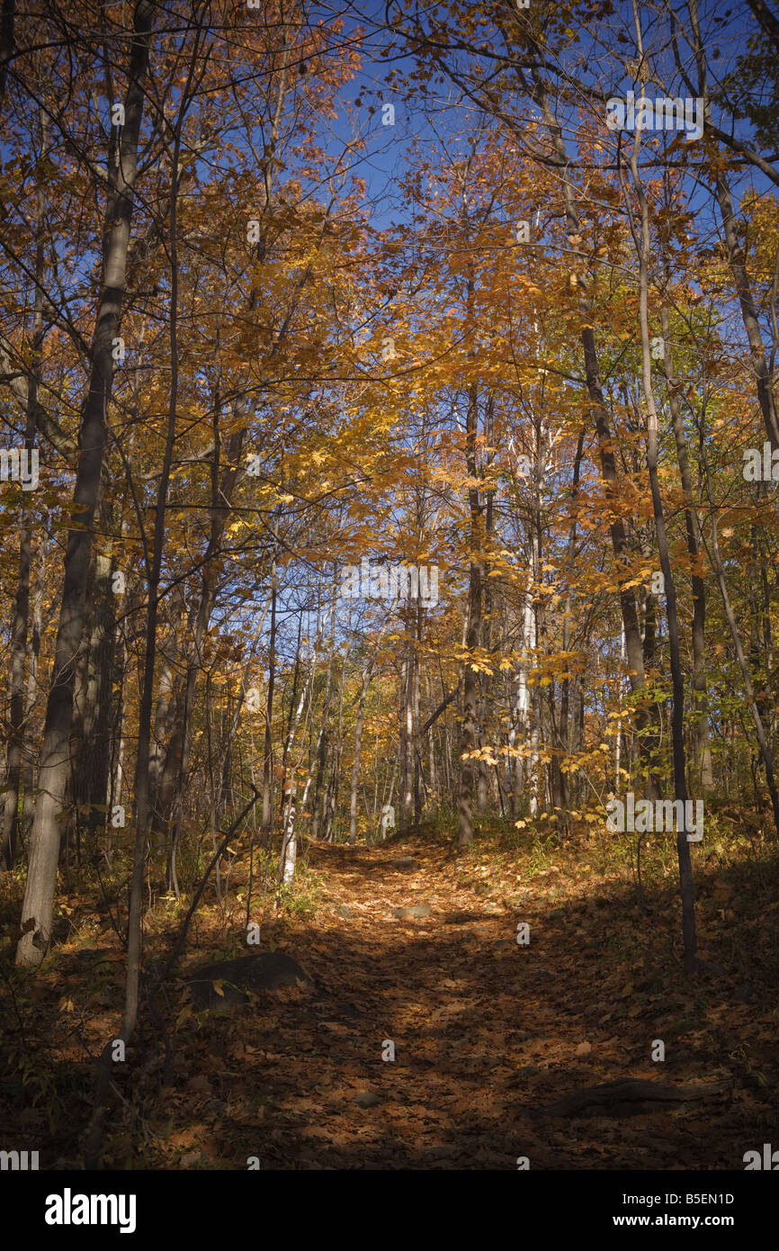 Mount Royal forest with its fall colours Montreal Quebec Stock Photo ...