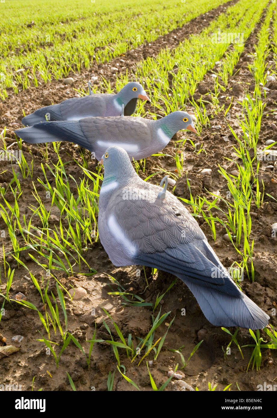 Decoy Pigeons in a new crop in a field Stock Photo - Alamy