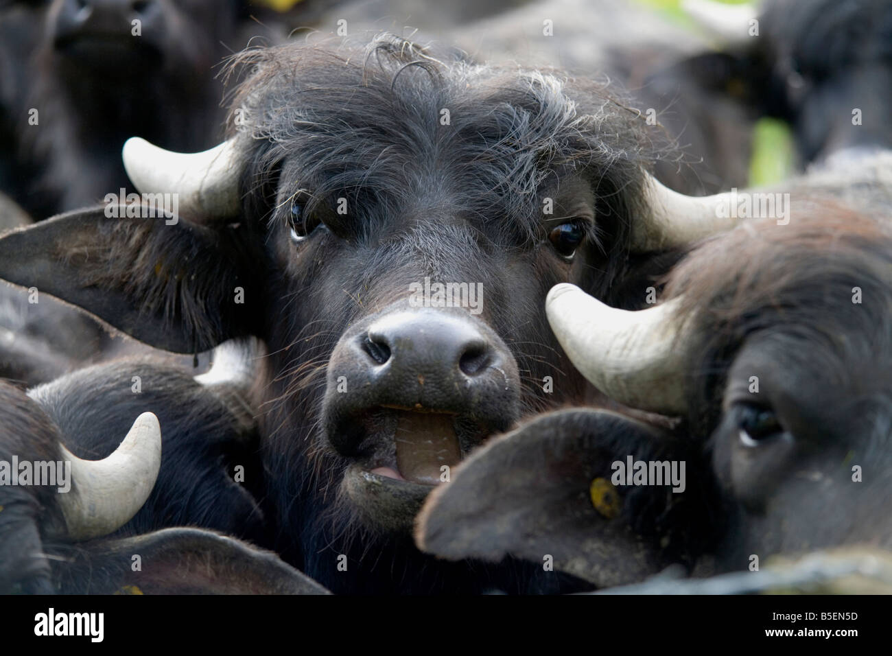 Buffallo hi-res stock photography and images - Alamy