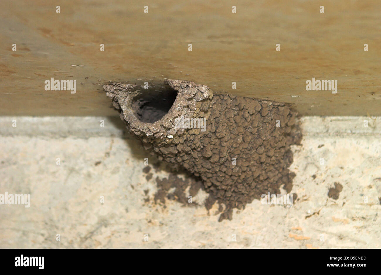 Red rumped swallow nest hi-res stock photography and images - Alamy