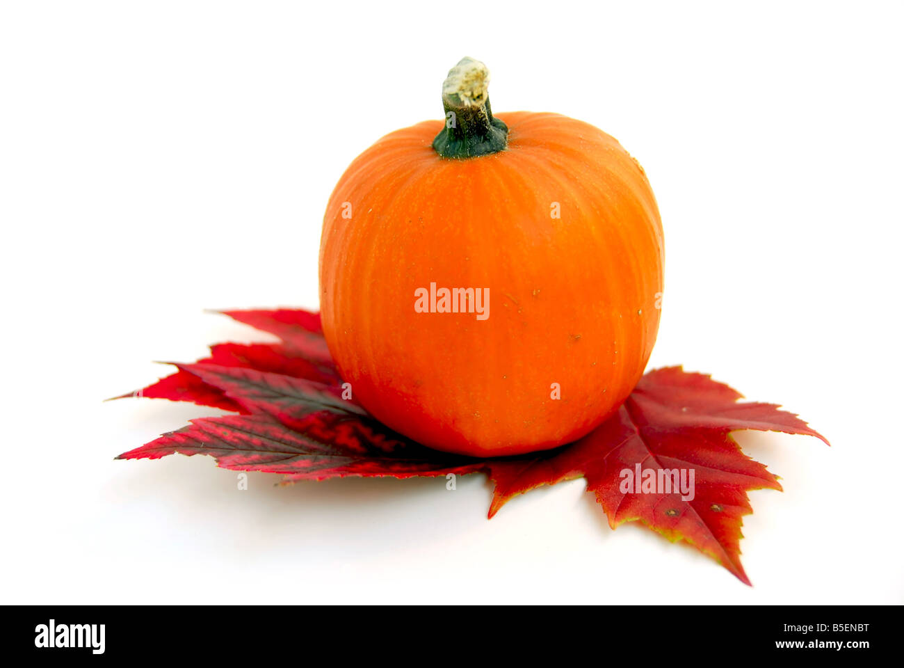 Autumn leaves small leaves fall Cut Out Stock Images & Pictures - Alamy