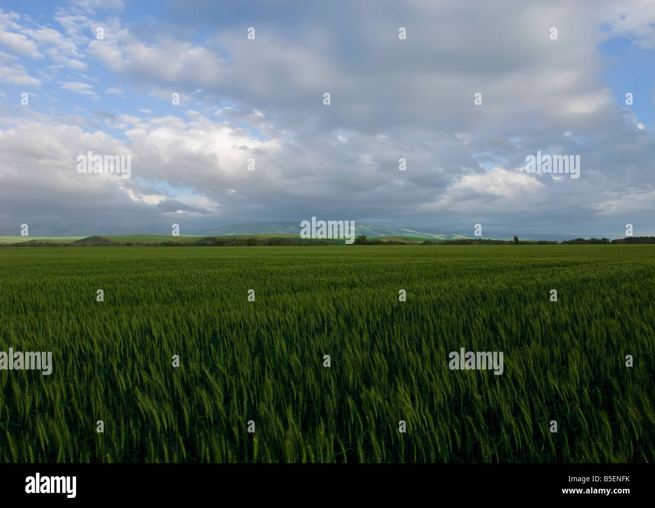 Green grass along the palouse, southeastern washington, USA Stock Photo ...