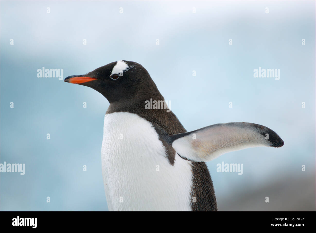 Gentoo penguin spreading wings Stock Photo - Alamy