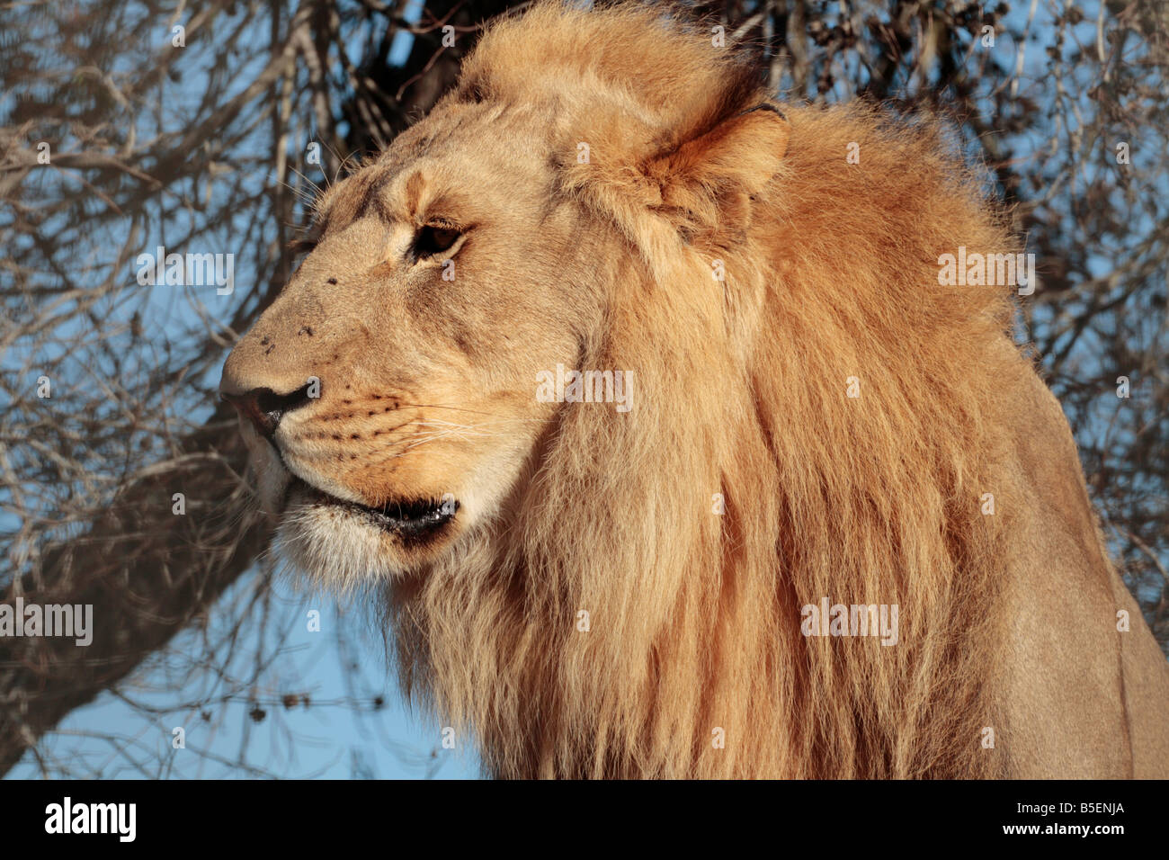 Lion studying hi-res stock photography and images - Alamy