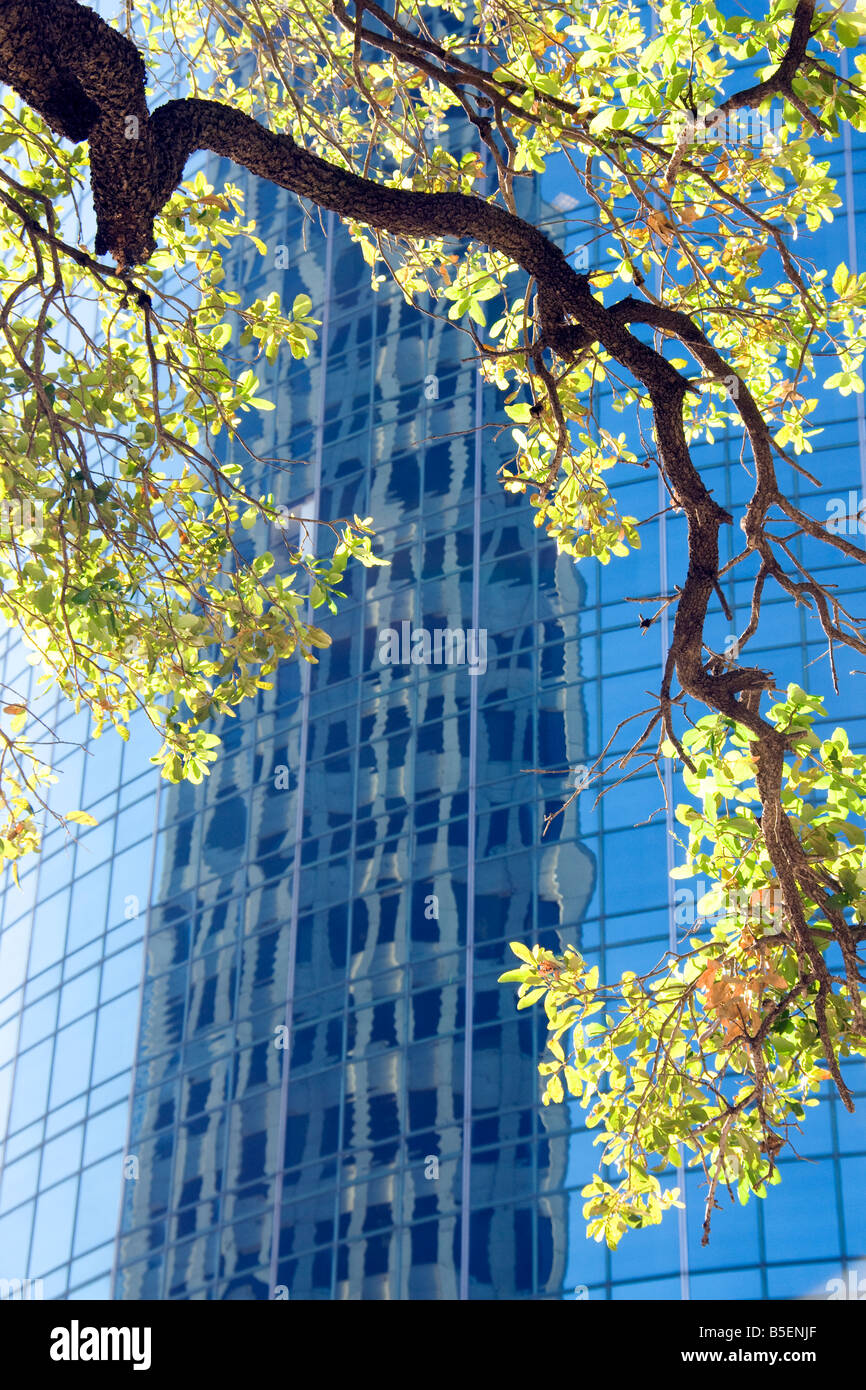 Houston, downtown office building reflection through trees Stock Photo ...
