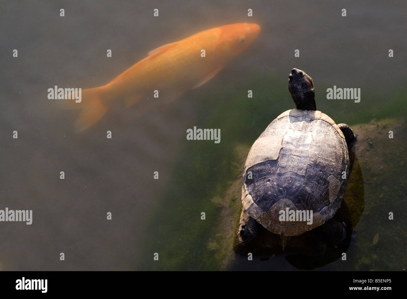A carp and a terrapin by the lake within the precincts of the Toji ...