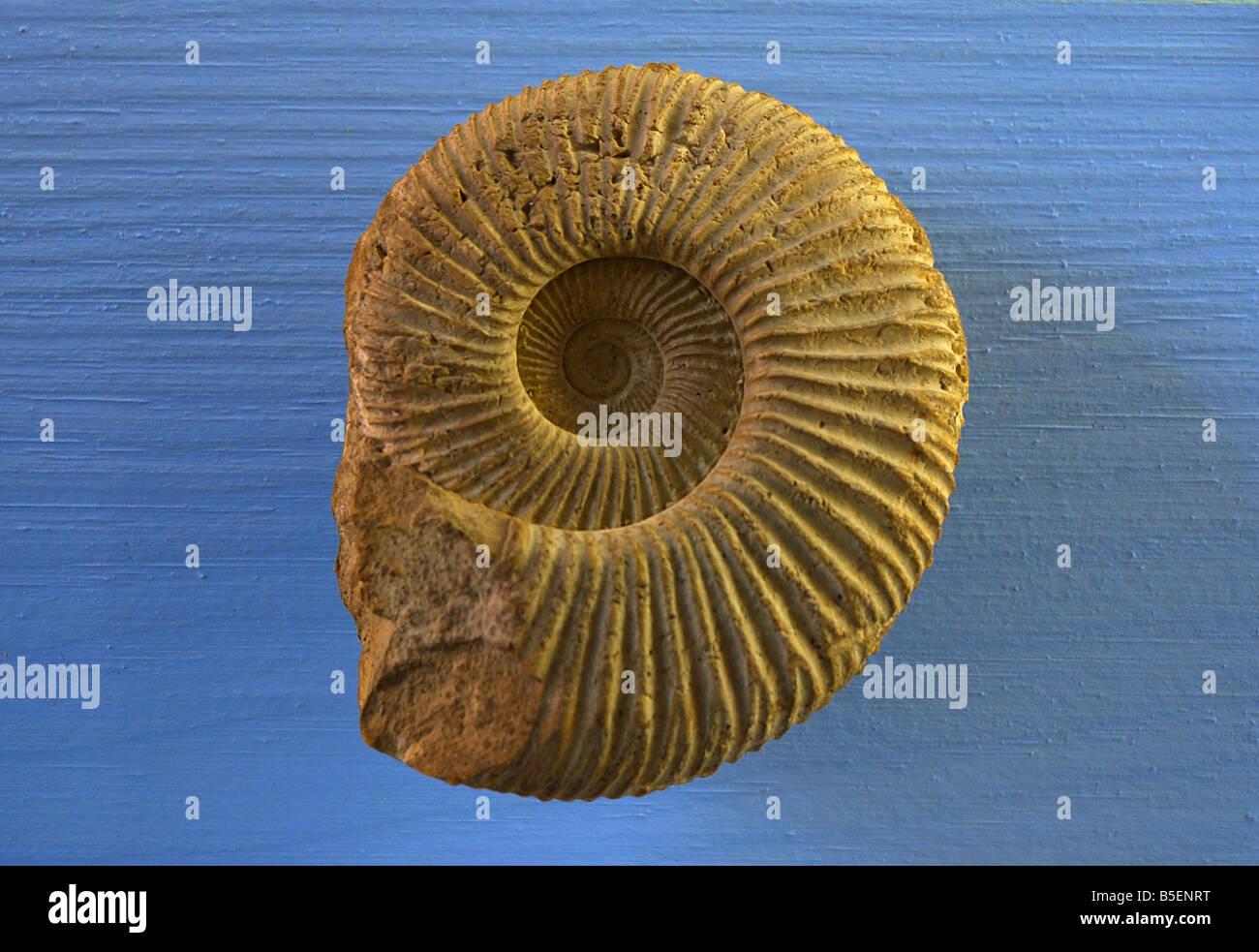 Spiral shell hi-res stock photography and images - Alamy