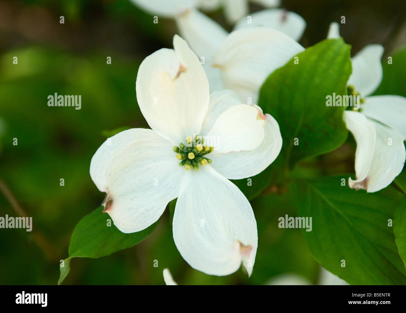 Cornus florida flowering Dogwood Stock Photo - Alamy