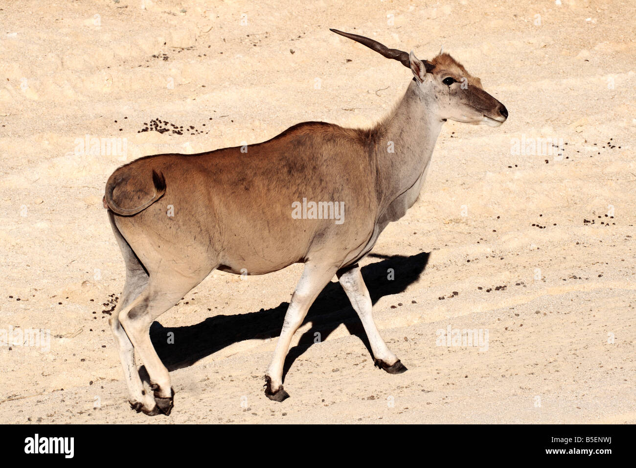 Cape eland antelope Stock Photo - Alamy