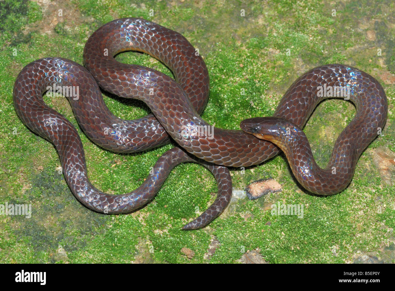 Burrowing snake hi-res stock photography and images - Alamy