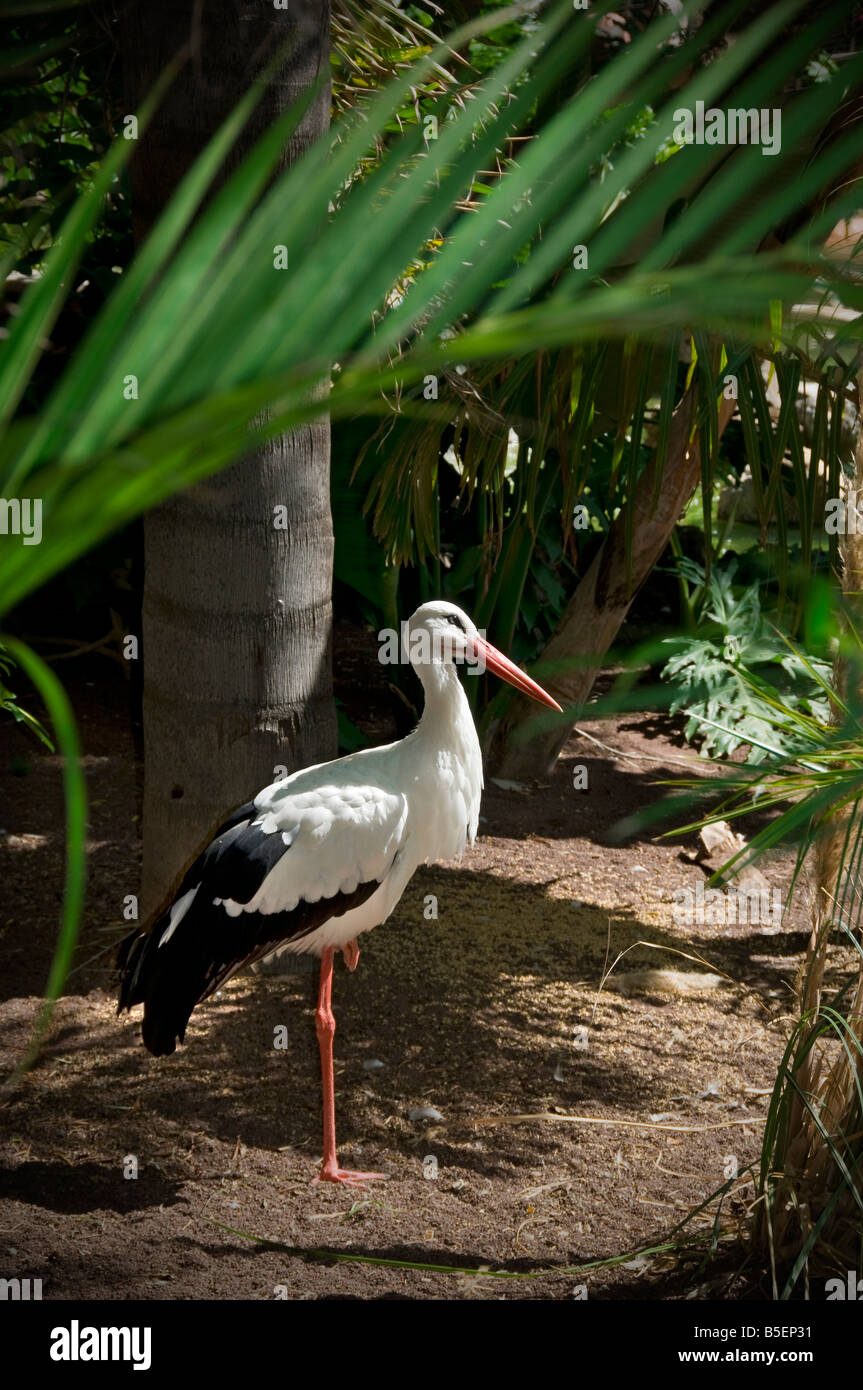 White stork (Ciconia ciconia) standing by palm tree on one leg Stock ...