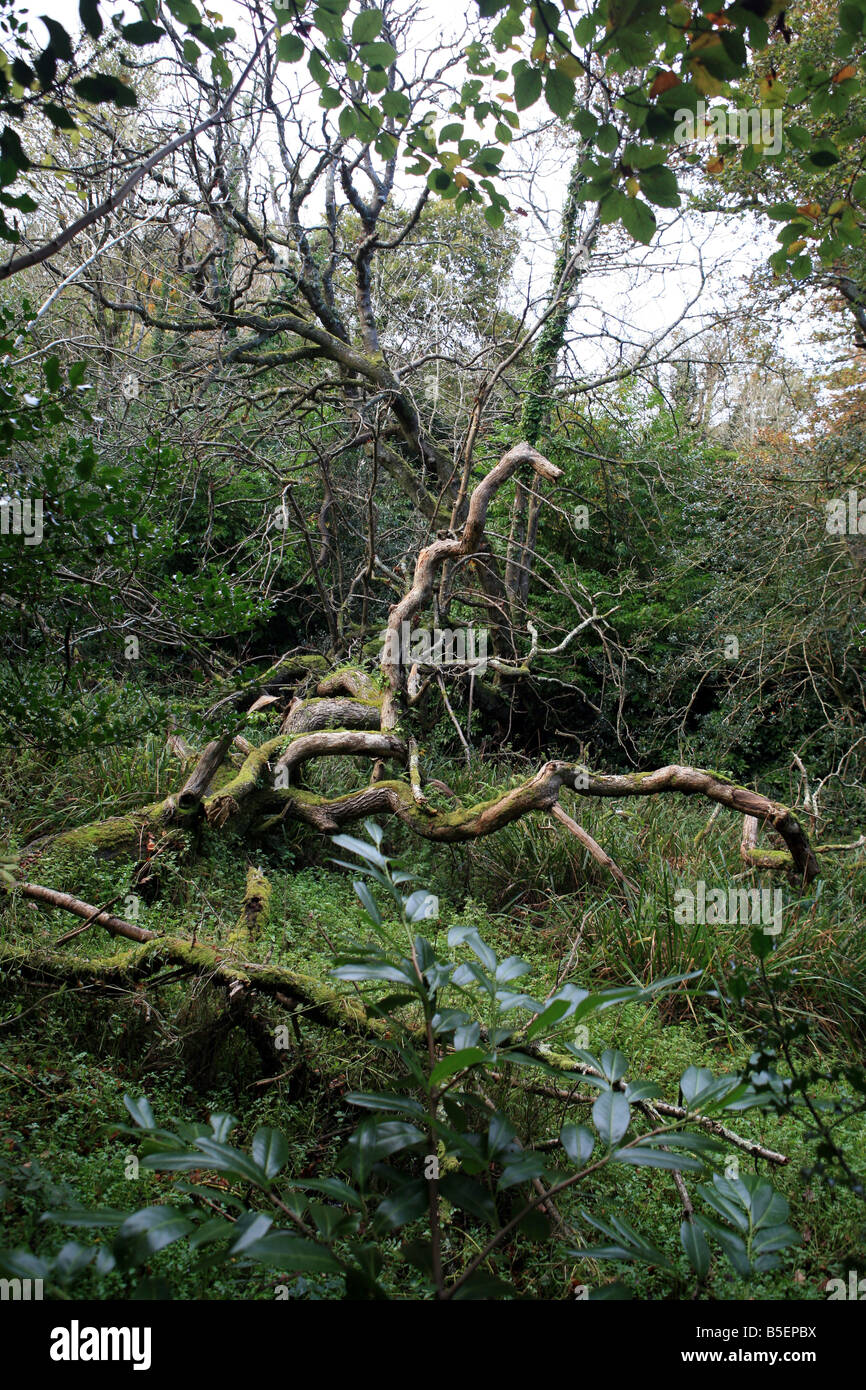 Pencalenick hi-res stock photography and images - Alamy