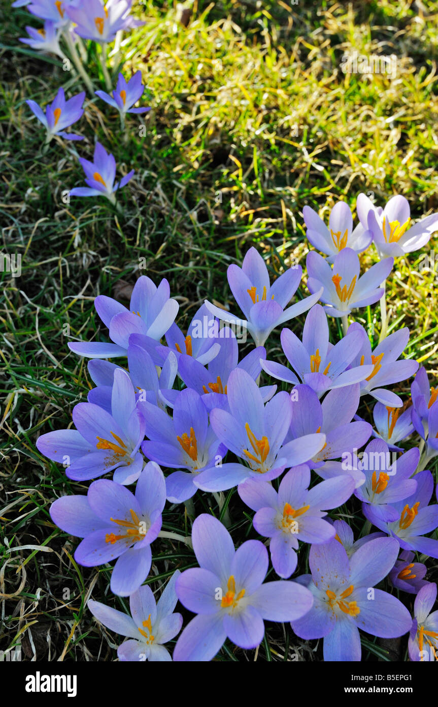 Early Crocus (Crocus tommasinianus), close up Stock Photo - Alamy
