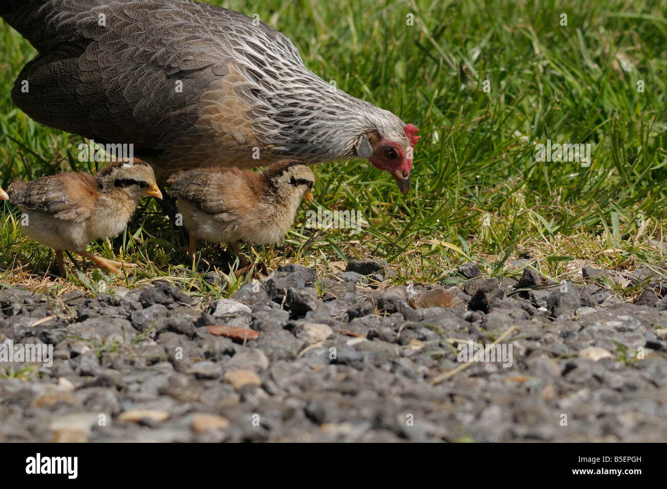 Bantam chickens hi-res stock photography and images - Alamy