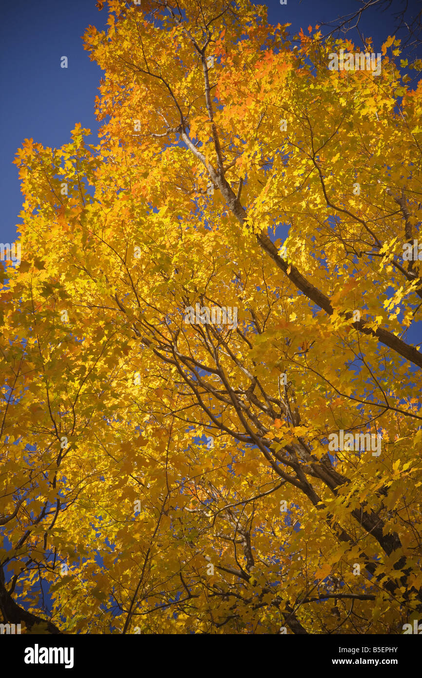 bright maple tree foliage Stock Photo - Alamy