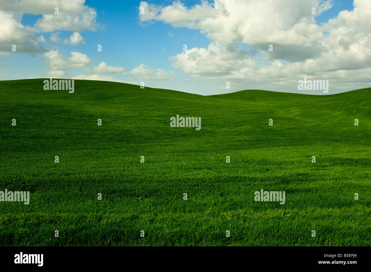 Green grass along the palouse, southeastern washington, USA Stock Photo ...