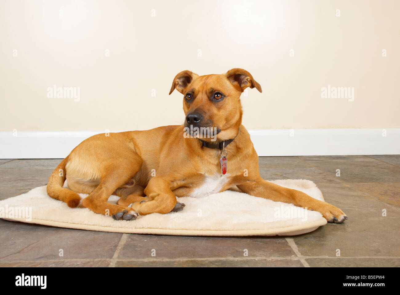 a boxer / staffy mix laying on a rug on the kitchen floor Stock Photo ...
