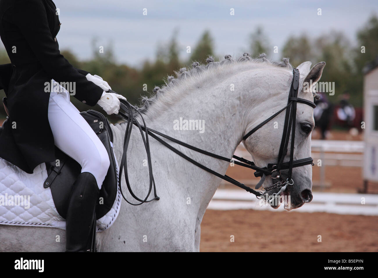 Dressage Horse Head