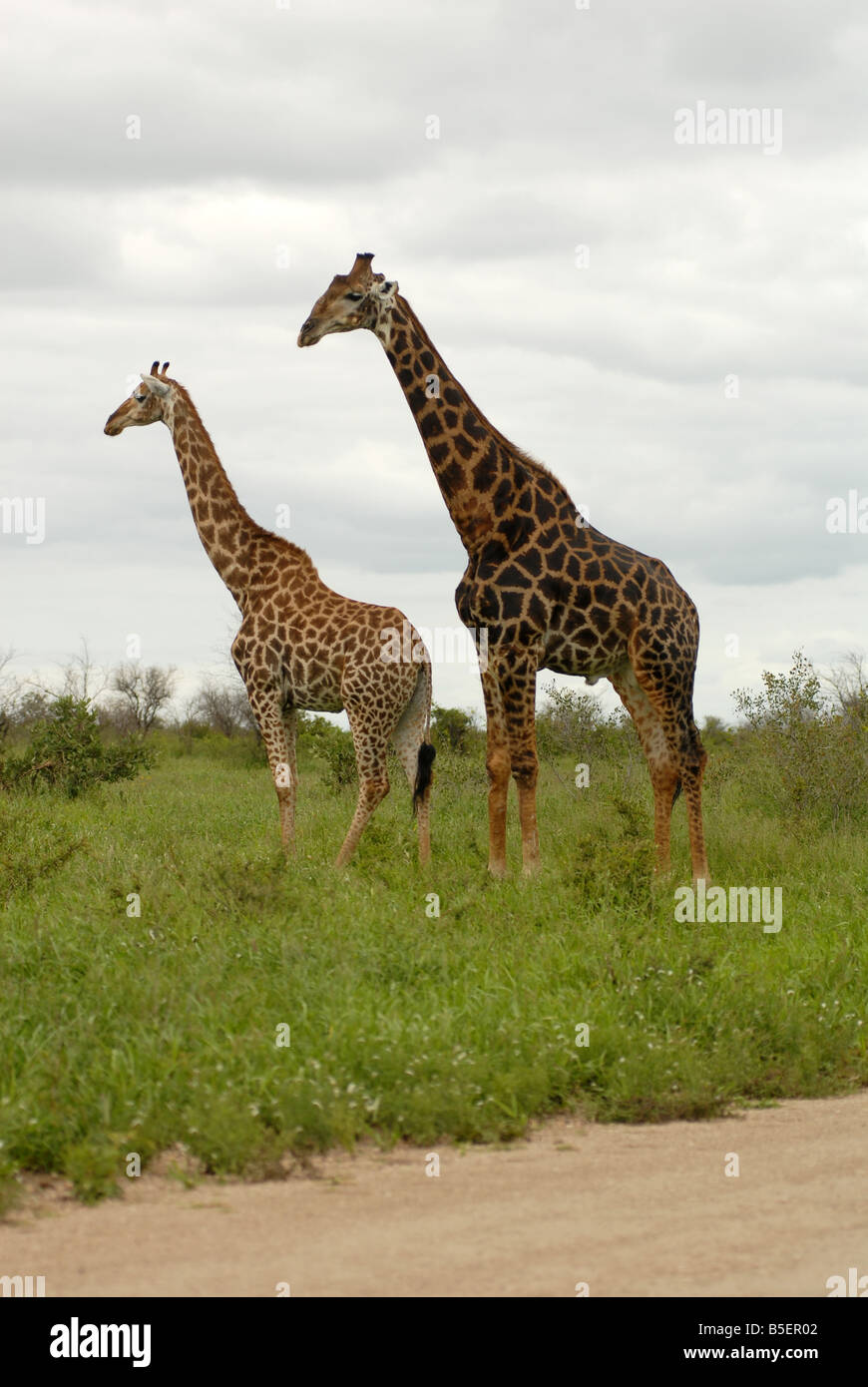 Two animals facing left hi-res stock photography and images - Alamy
