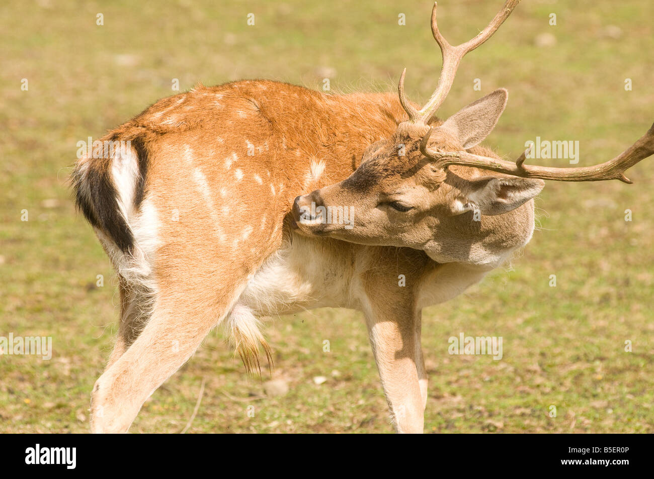roe in the field Stock Photo - Alamy