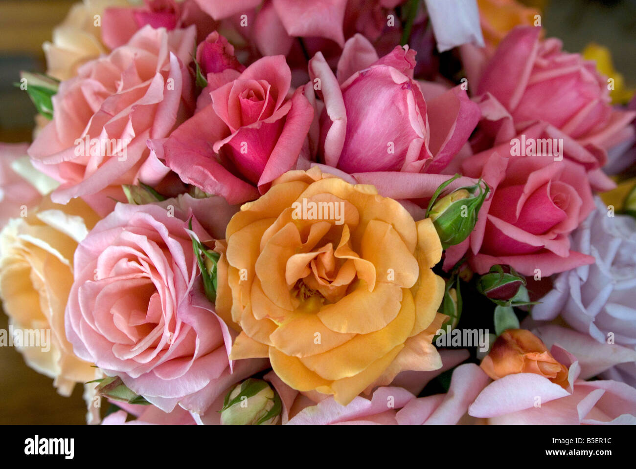 Bouquet of multi coloured roses Stock Photo - Alamy